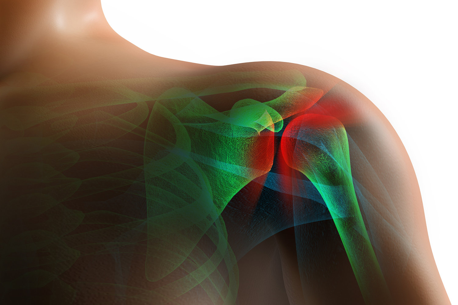 About Musculoskeletal Research | Lerner Research Institute